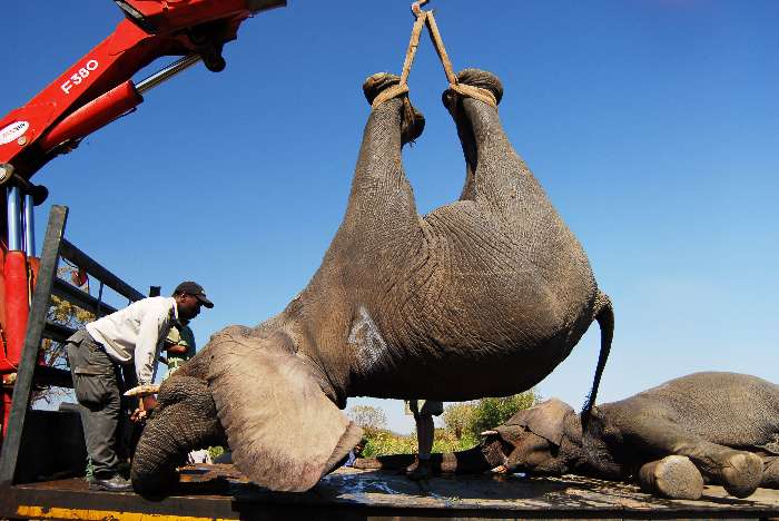 Preto no Branco- SOS ANIMAL: Caça aos elefantes